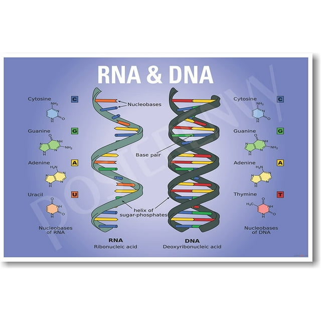 DNA RNA Biology Chart - NEW Classroom Biology POSTER - Walmart.com