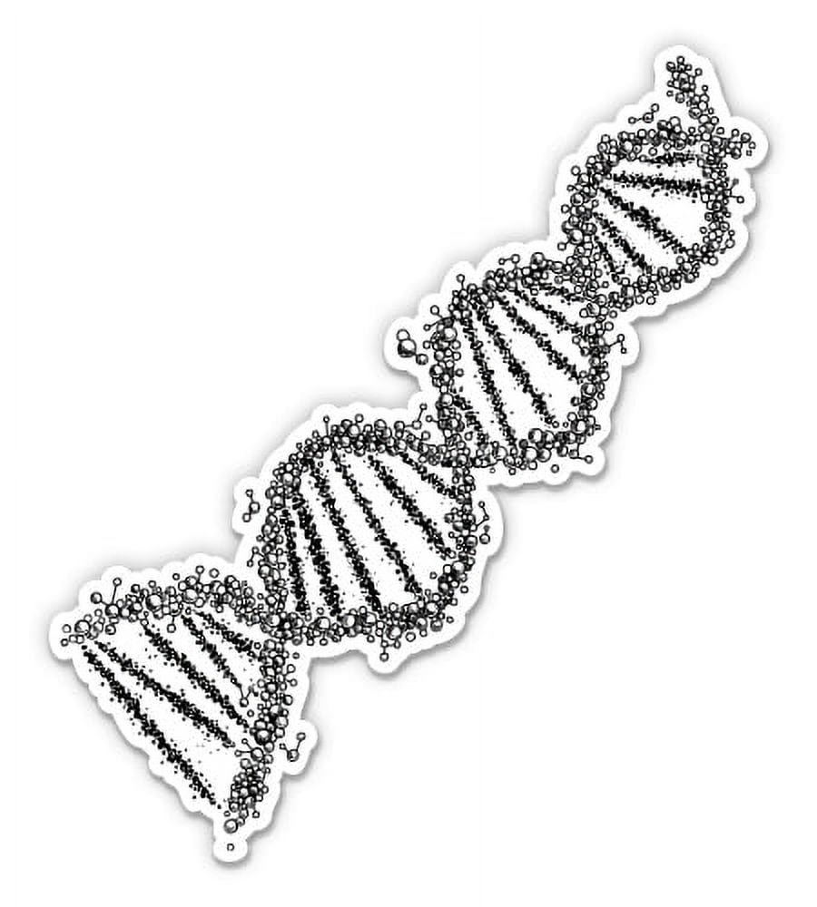 DNA Strand Science - 12" Vinyl Sticker Waterproof Decal - Walmart.com