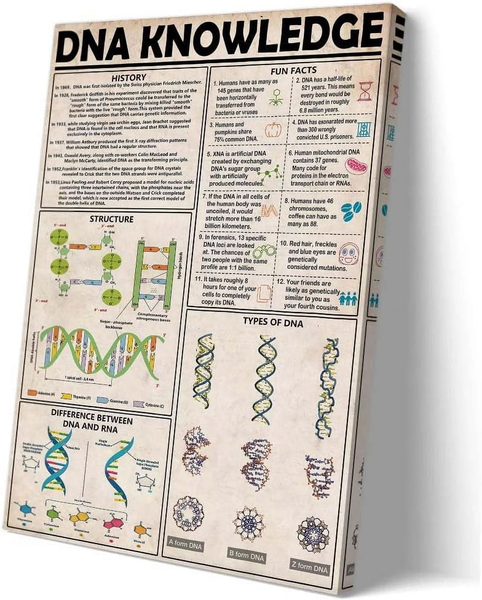 DNA Wall Art Knowledge Poster Prints Educational Wall Art Biology ...