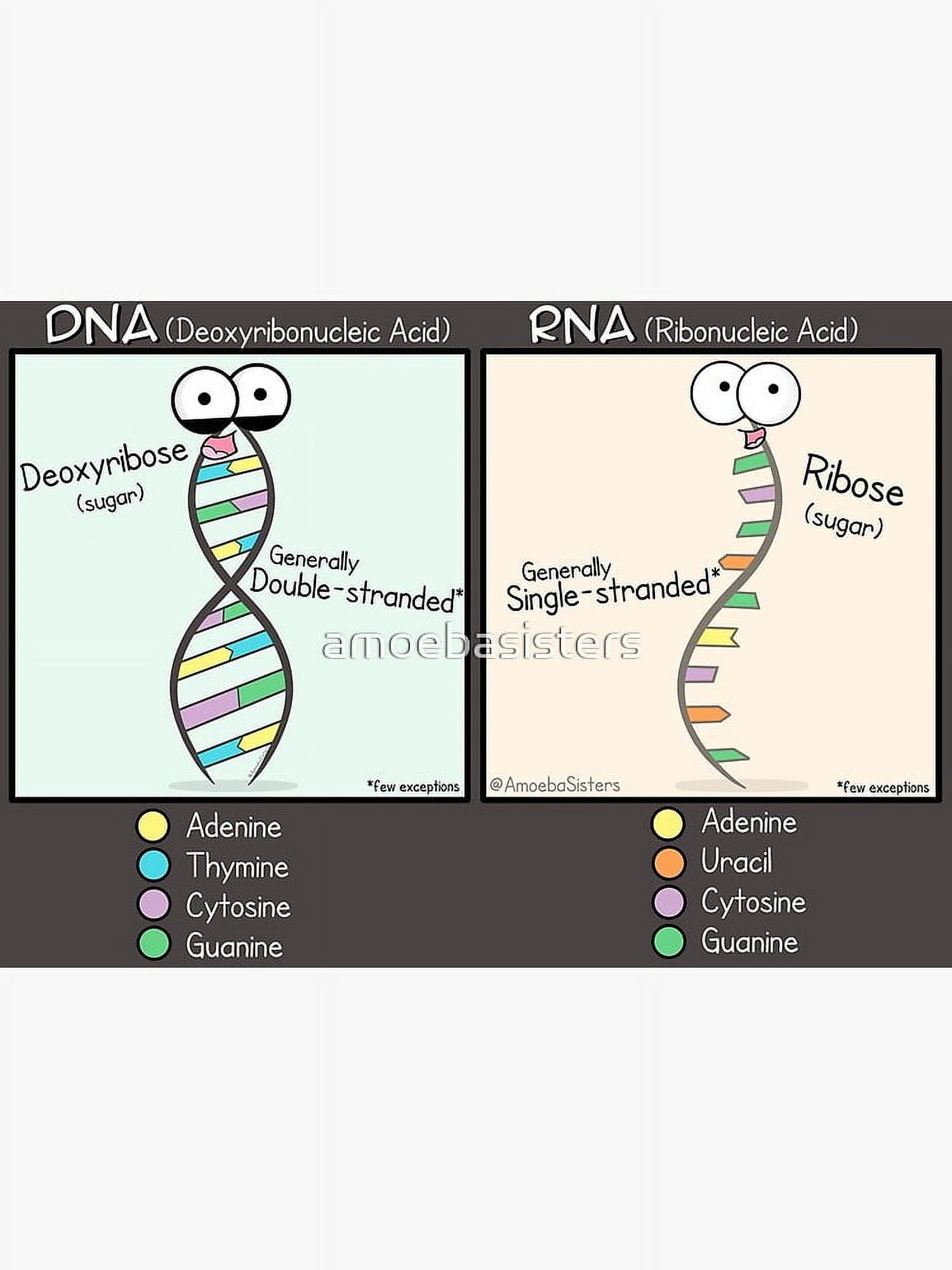 DNA vs RNA Poster Modern Art Decor Unframe - Walmart.com