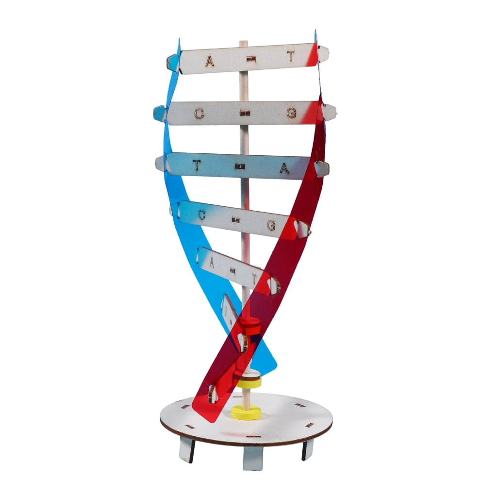 DNAs Model Rotating Human Double Helix Model Kits Human Genes Learning ...