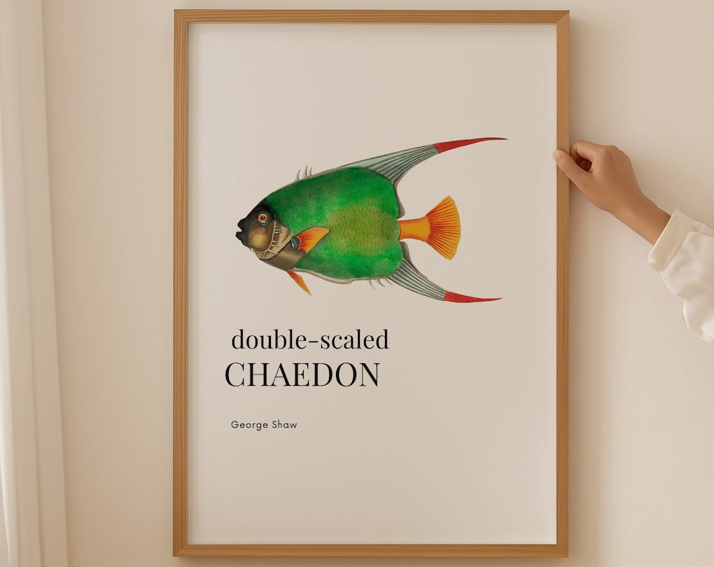 DOPAPRINT Angel Fish Print, Wall Art Prints, Vintage Poster, Gallery ...