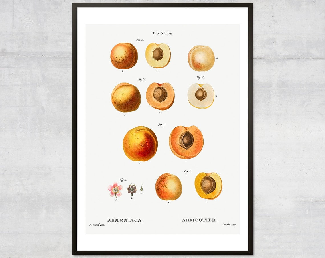 DOPAPRINT Apricot Fruit Diagram Poster, Lithograph Print, Antique ...
