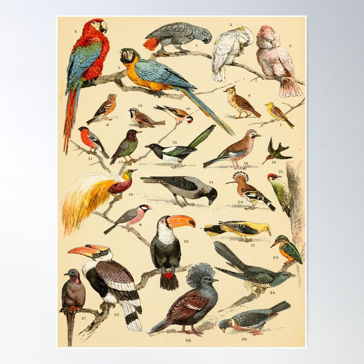 DOPAPRINT Birds Vintage Scientific Illustration Of Animals Labeled ...