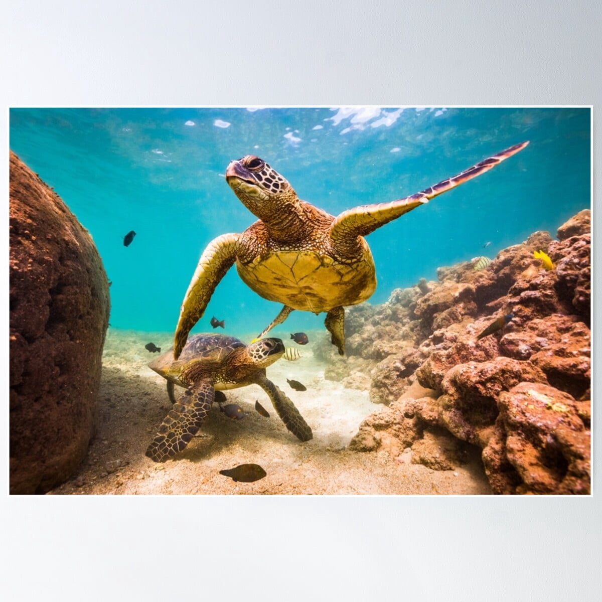 DOPAPRINT Blue Ocean Sea Turtle - Summer Sea Swimming Turtle Poster ...