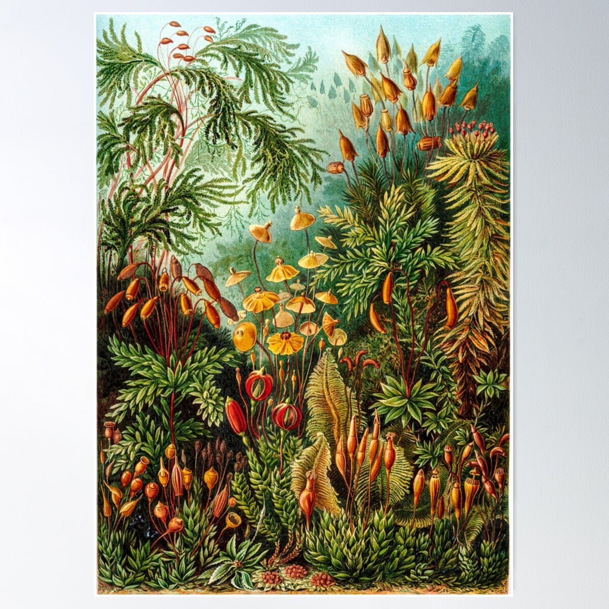 DOPAPRINT Botanical Illustration, Mosses Print, Art Forms in Nature ...