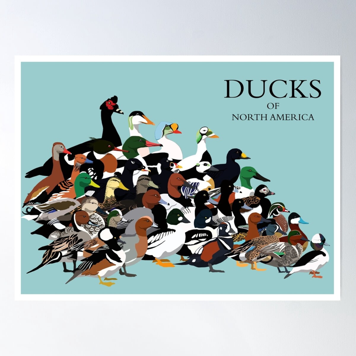 DOPAPRINT Ducks Of North America Poster Wall Art, Modern Wall Decor For ...