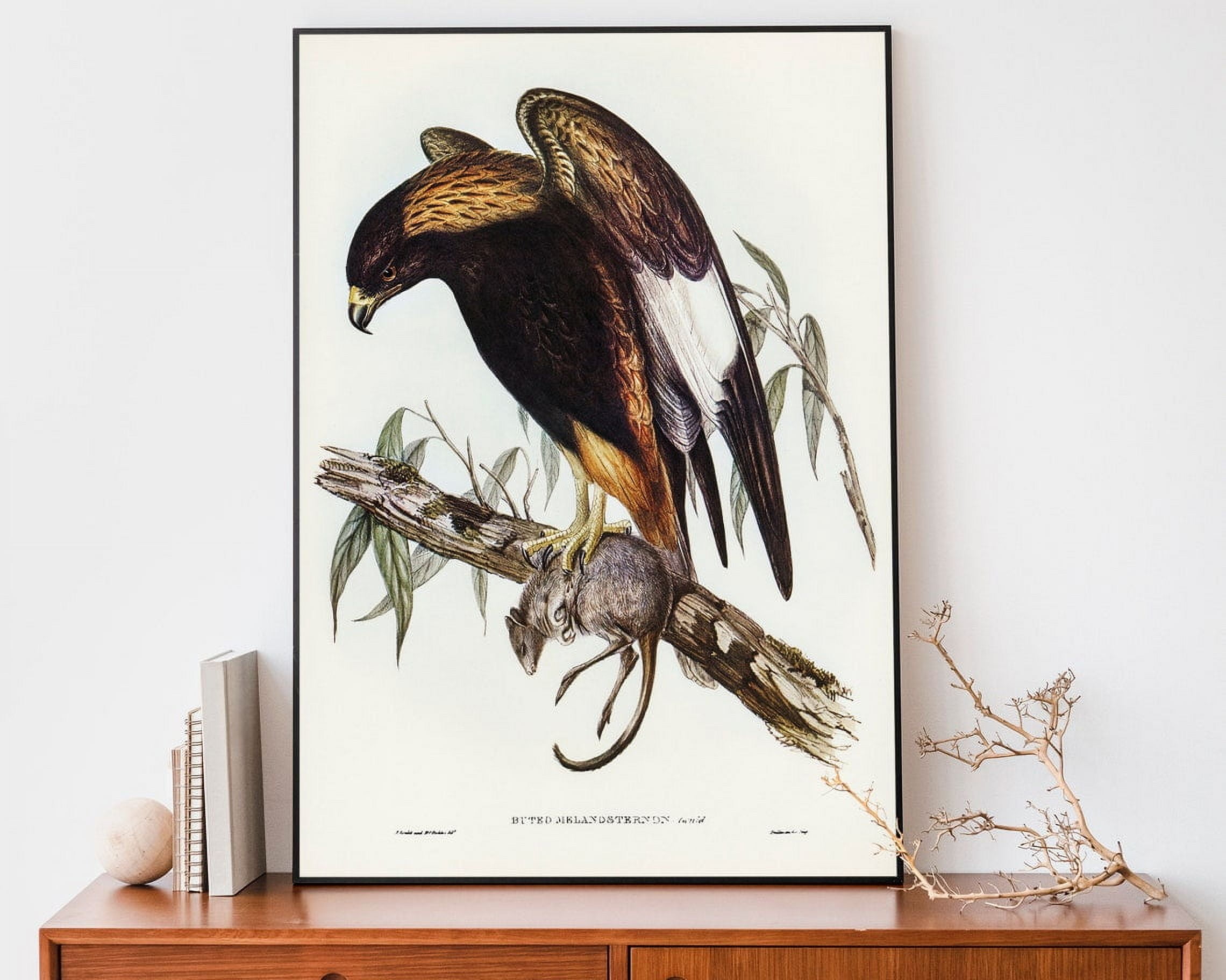 DOPAPRINT Elizabeth Gould Buzzard Bird Art Print, Vintage Birds Of ...