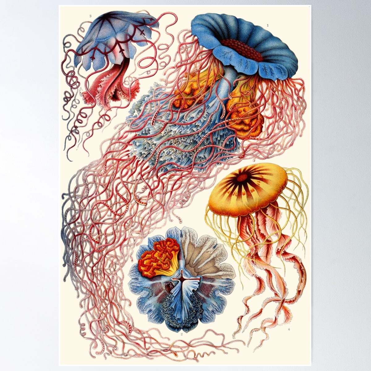 DOPAPRINT Ernst Haeckel - Discomedusae - Vintage Science Illustration ...