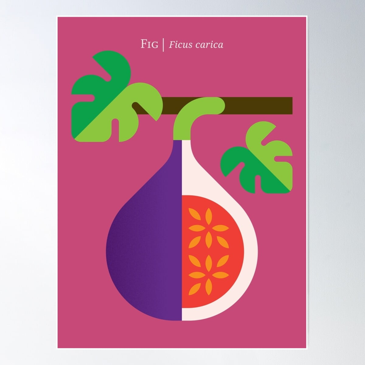 DOPAPRINT Fruit: Fig Poster Wall Art, Modern Wall Decor NO FRAMED ...