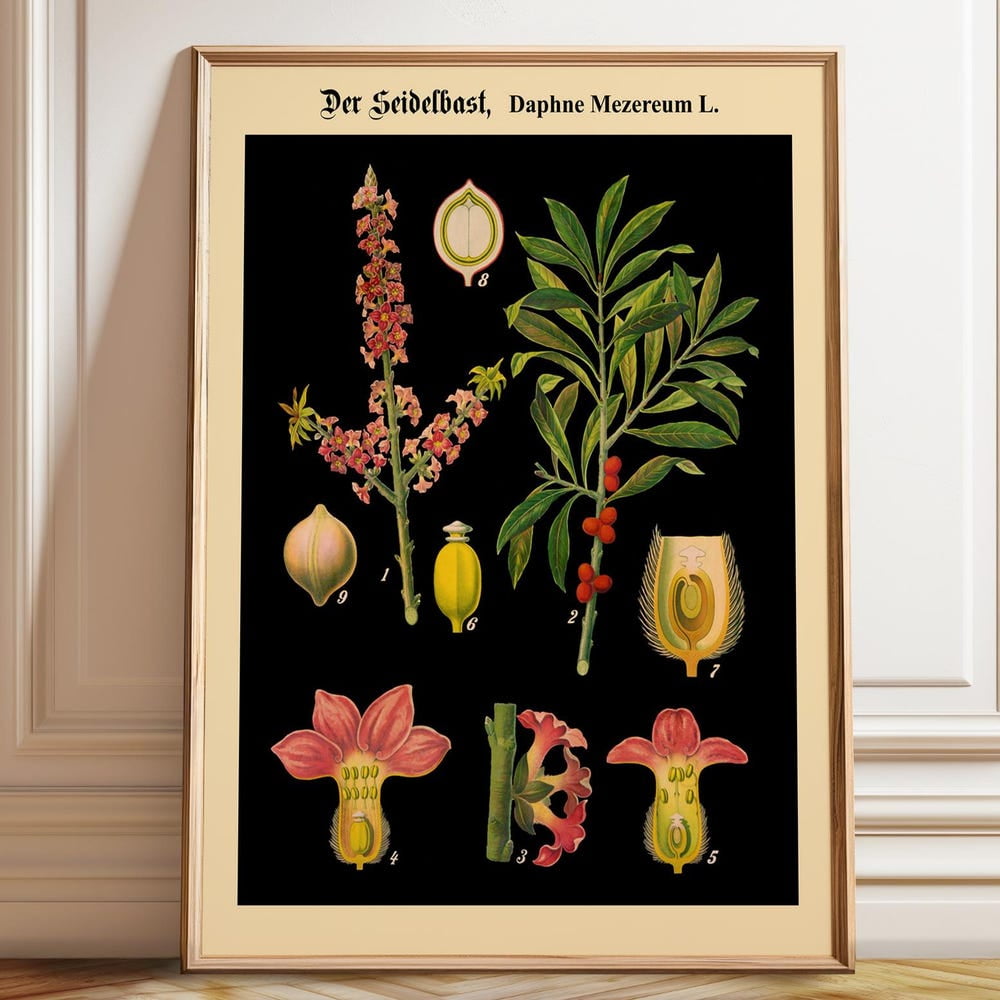 DOPAPRINT German Botanical Chart Educational Poster - German School ...