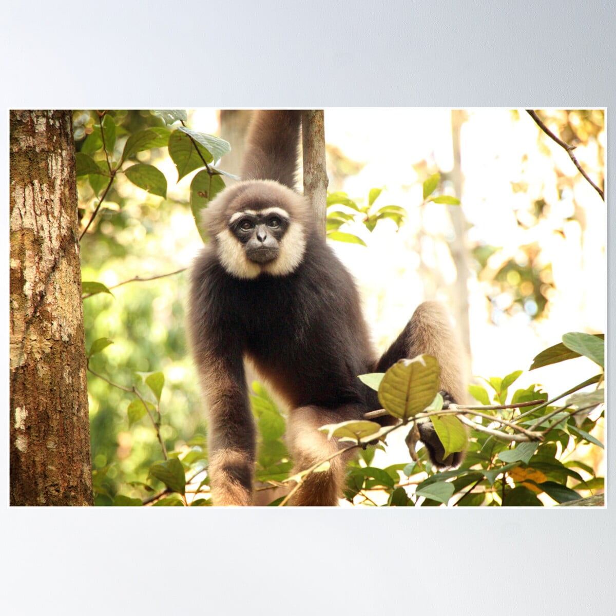DOPAPRINT Gibbon - Central Kalimantan - Indonesia Poster Wall Art ...