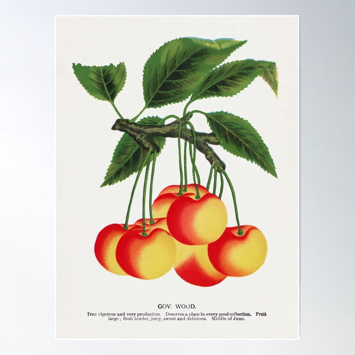 DOPAPRINT Governor Wood Cherry Print Vintage Retro Antique Wall art ...