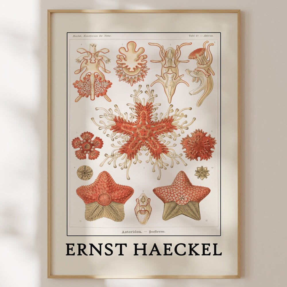 DOPAPRINT Haeckel Poster - Fascinating Sea Life Poster as Haeckel Wall ...