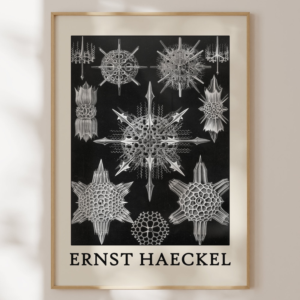 DOPAPRINT Haeckel Poster - Fascinating Sea Life Poster as Haeckel Wall ...