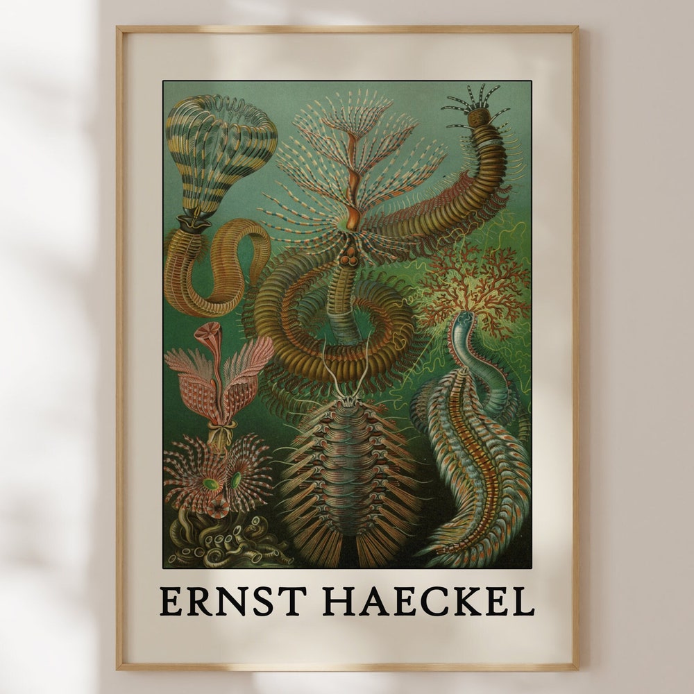 DOPAPRINT Haeckel Poster - Fascinating Sea Life Poster as Haeckel Wall ...