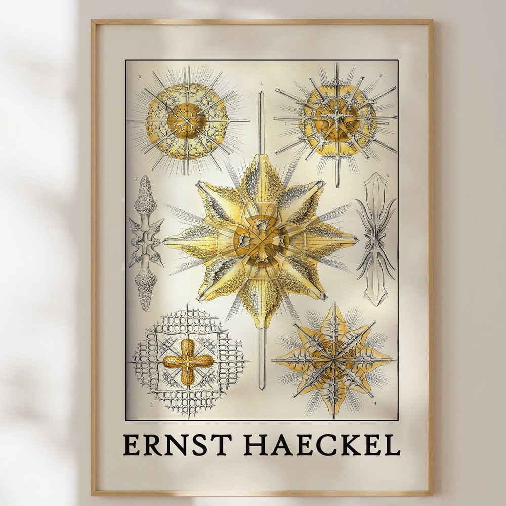 DOPAPRINT Haeckel Poster - Fascinating Sea Life Poster as Haeckel Wall ...