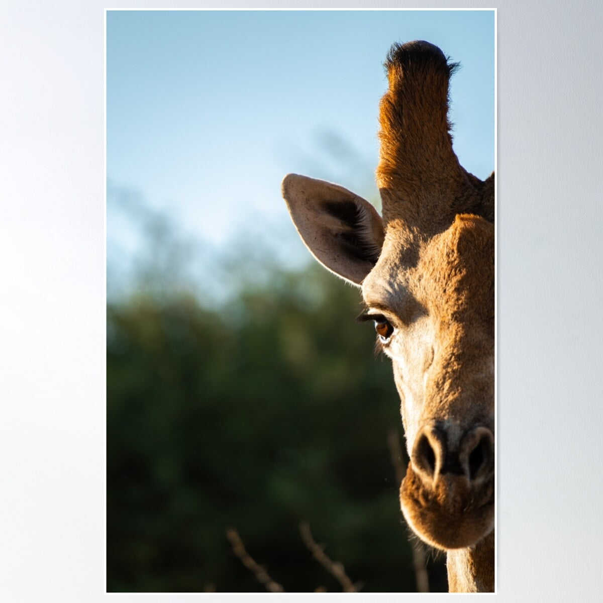 DOPAPRINT Half A Giraffe Poster Wall Art, Bedroom NO FRAMED POSTER ...