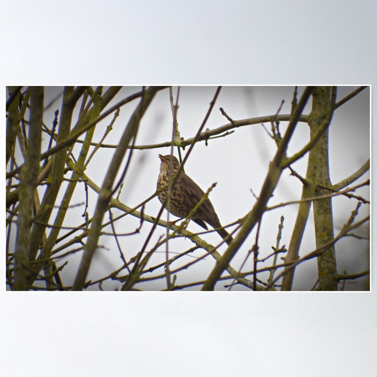 DOPAPRINT He Wouldn'T Come Out Of Hiding Poster Wall Art, Bedroom NO ...