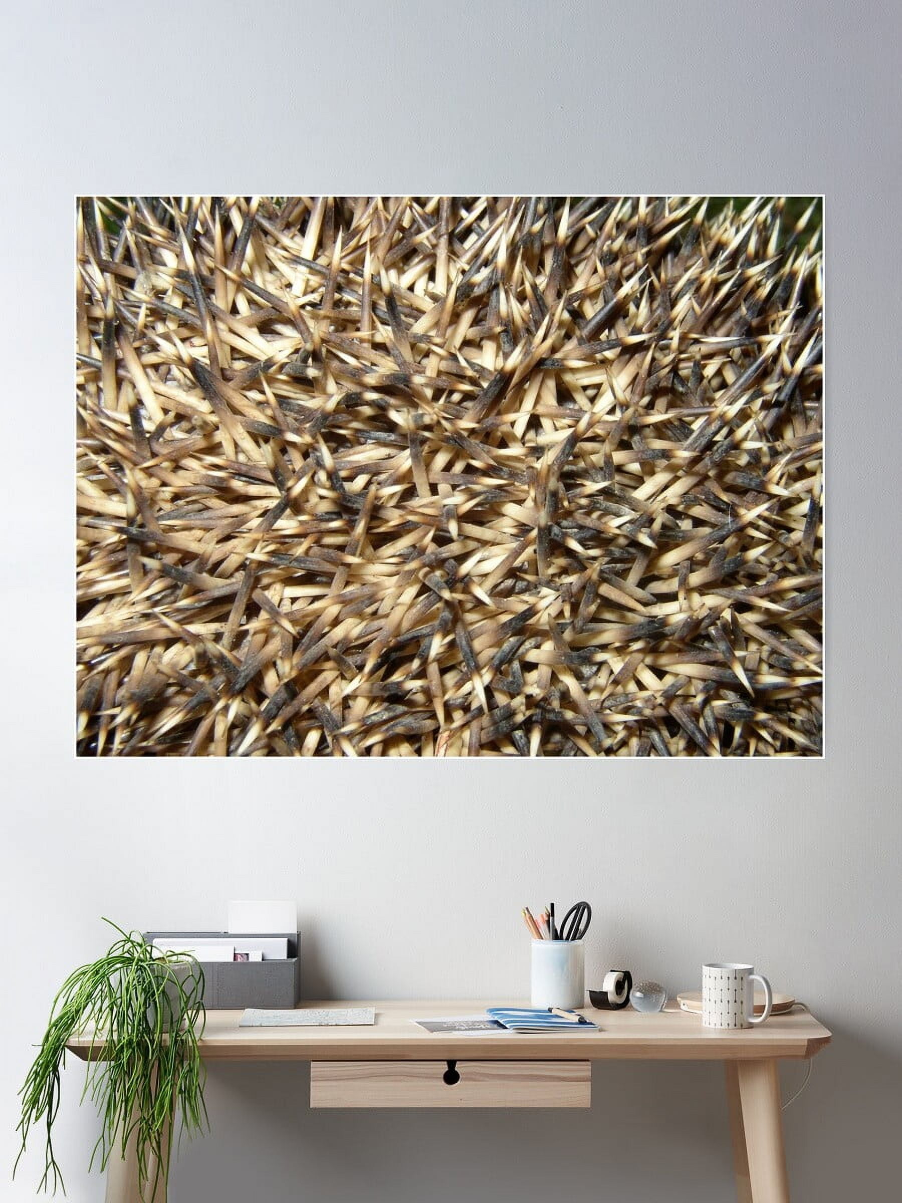 DOPAPRINT Hedgehog Quills Poster Wall Art, Modern Wall Decor NO FRAMED ...