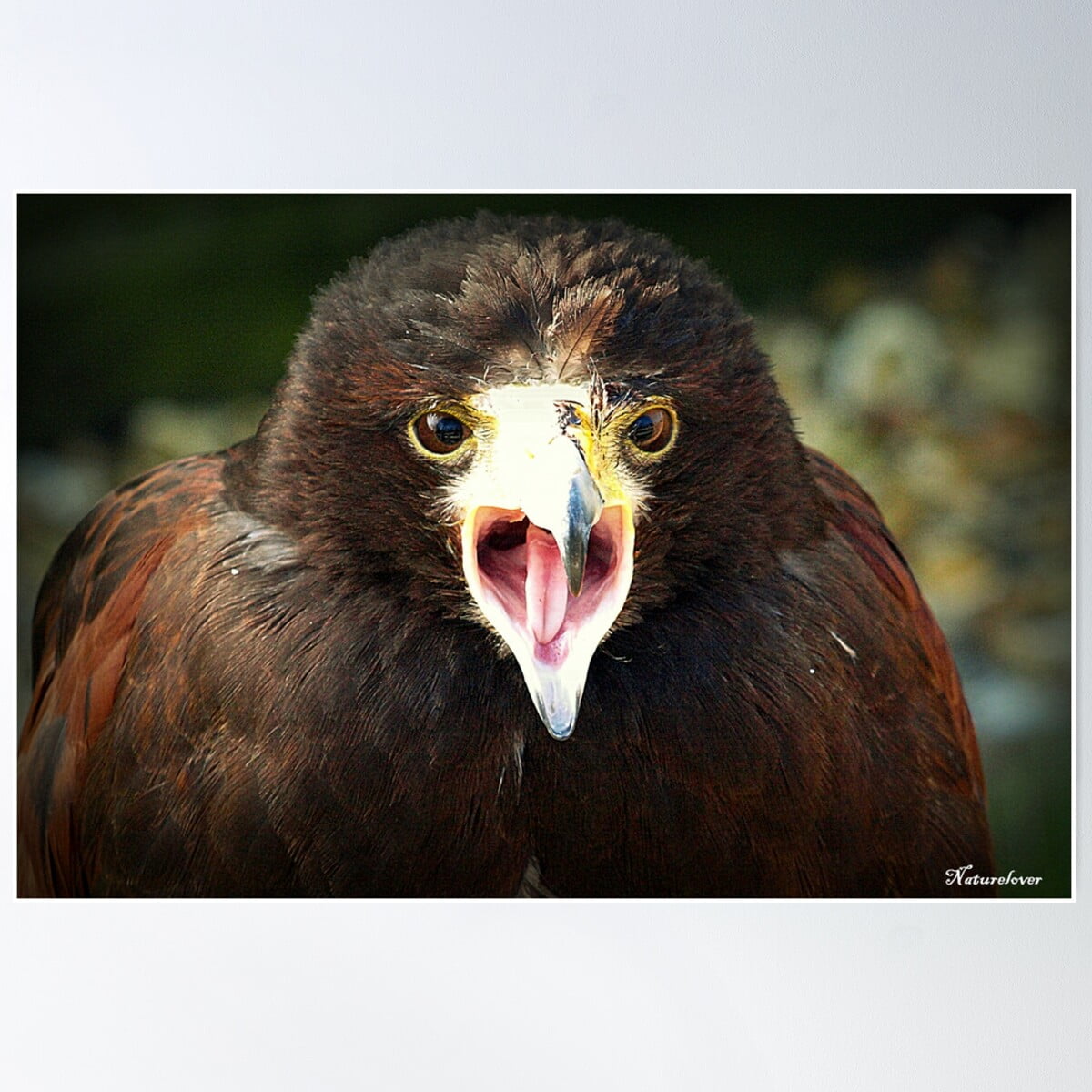 DOPAPRINT Hey! Who You Calling 'Boss Eyed'! Poster Wall Art, Bedroom NO ...