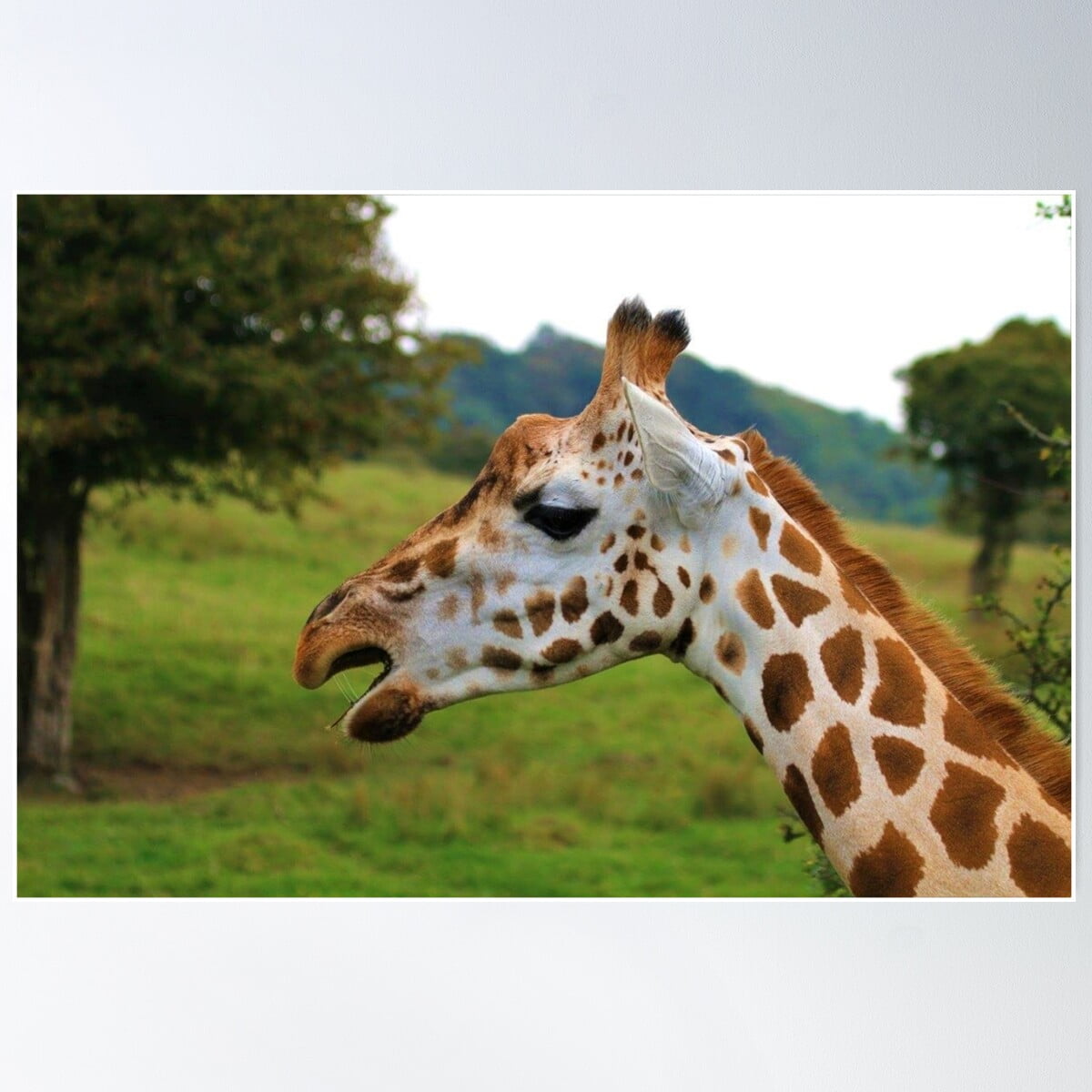 DOPAPRINT Hungry Giraffe Poster Wall Art, Bedroom NO FRAMED POSTER, Wall Art - Walmart.com