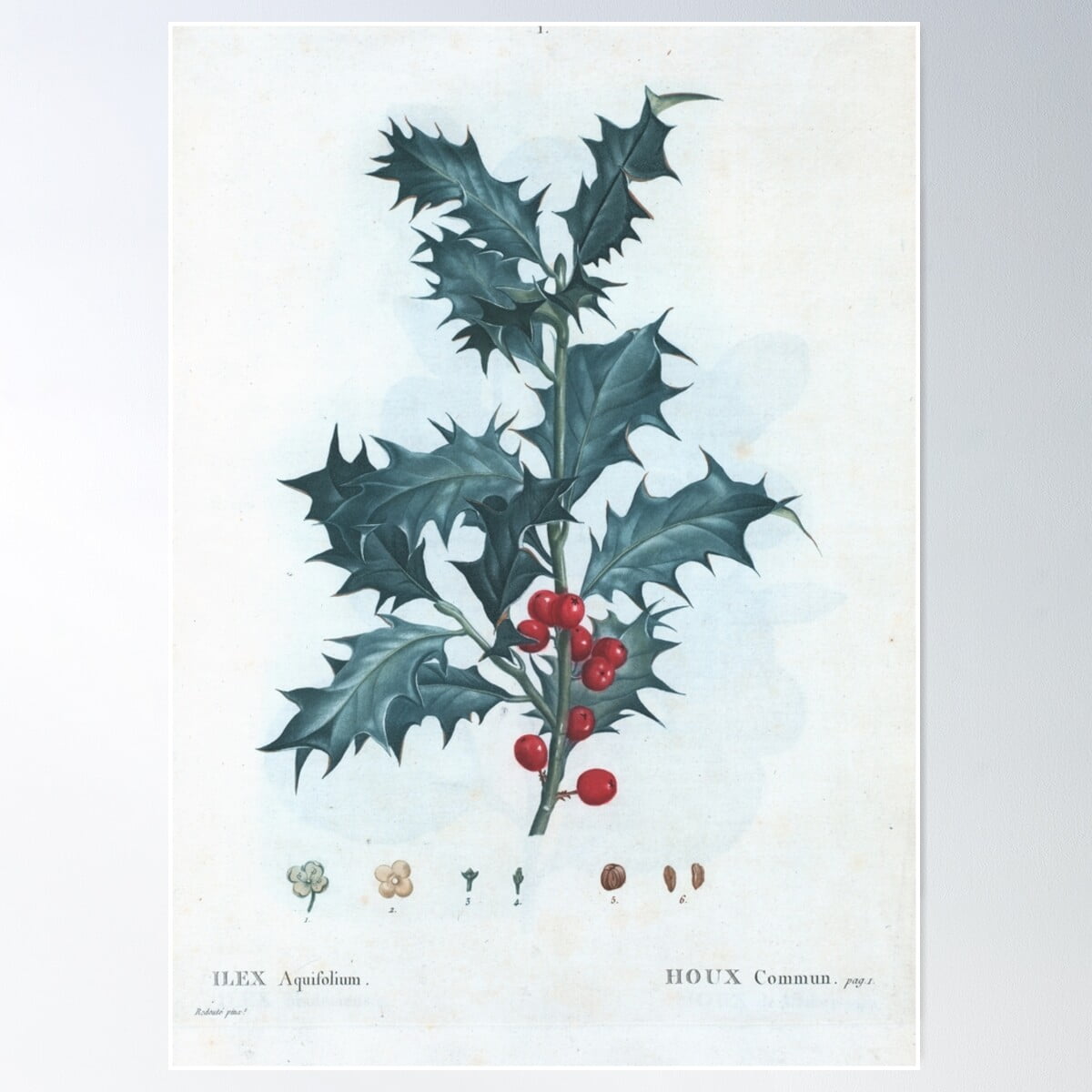 DOPAPRINT Ilex Aquifolium (Holly) Vintage Botanical Print From Treaty ...