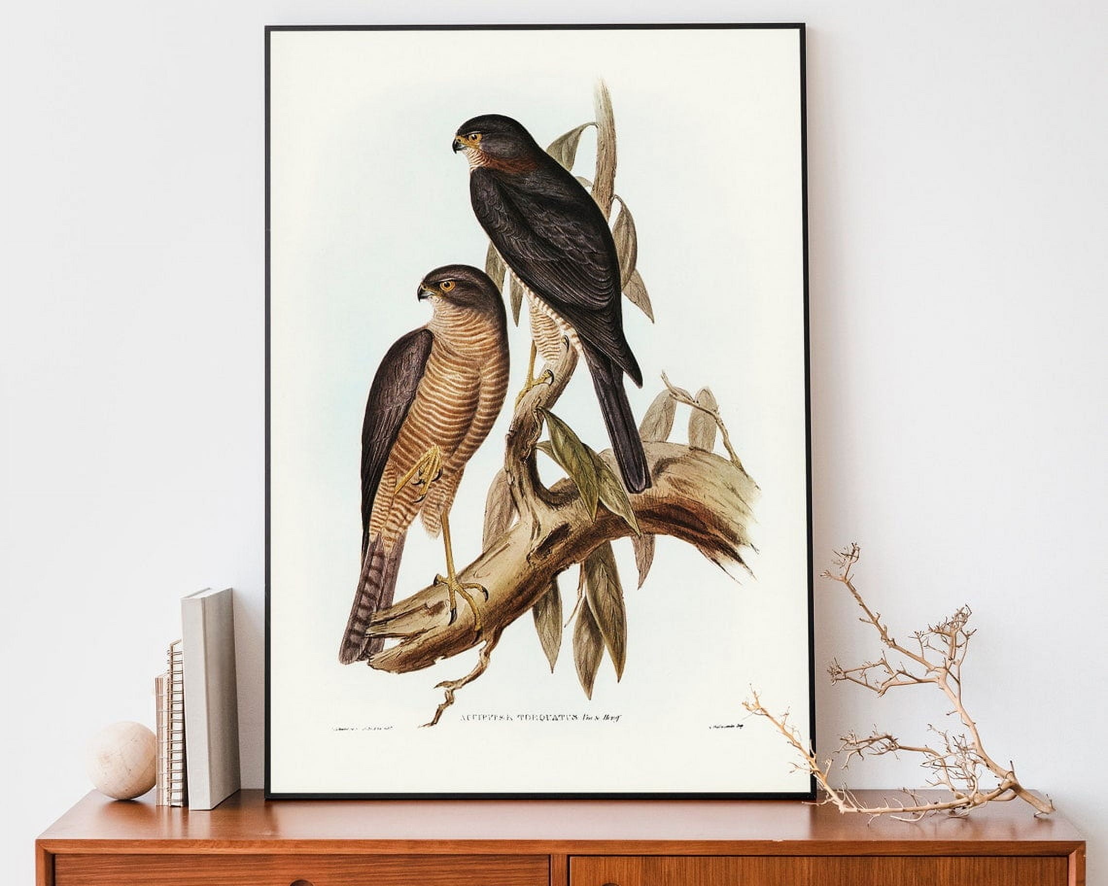DOPAPRINT John Audubon Sparrow Hawk Art Print, Bird Of Prey Wall Art ...