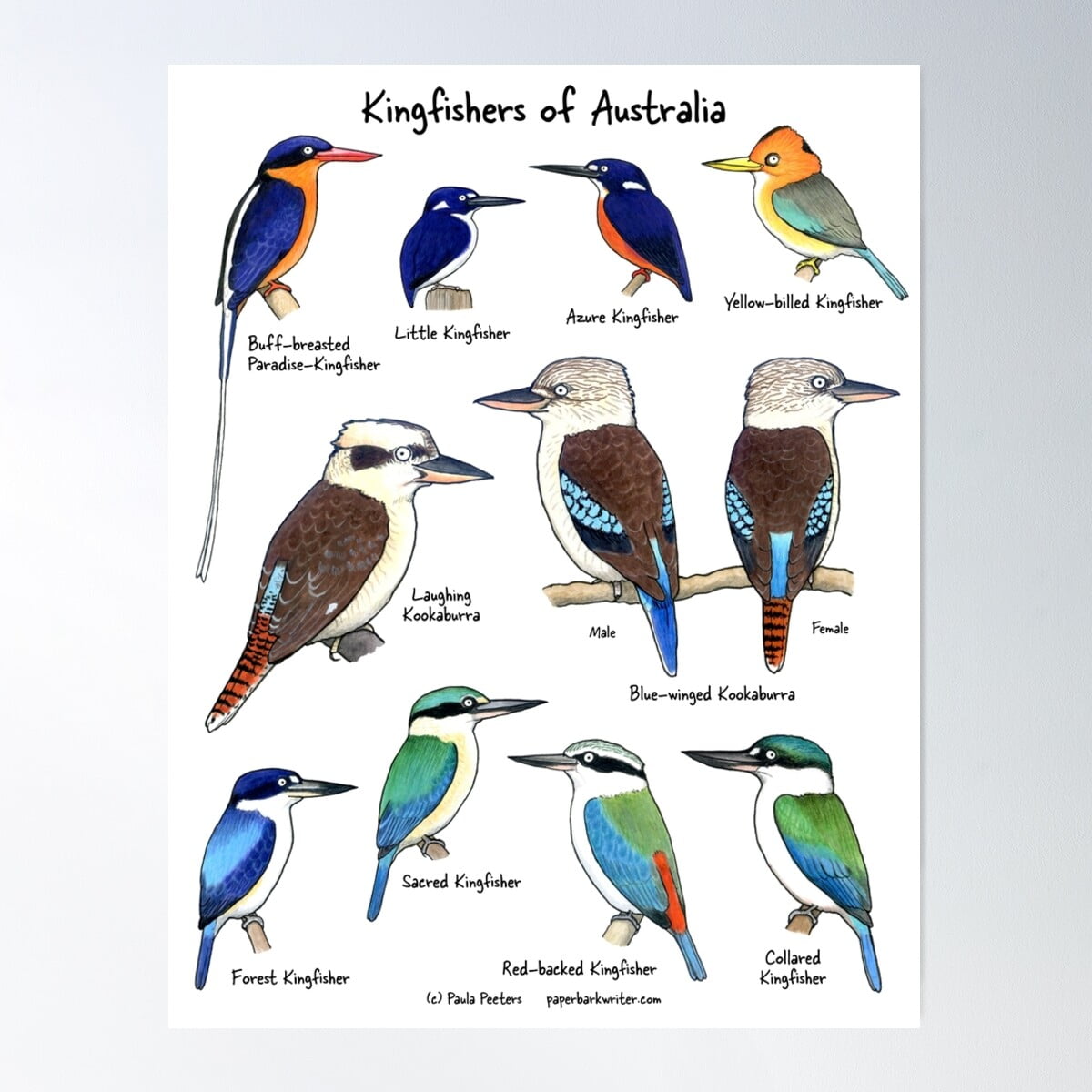 DOPAPRINT Kingfishers Of Australia Poster Wall Art, Modern Wall Decor ...
