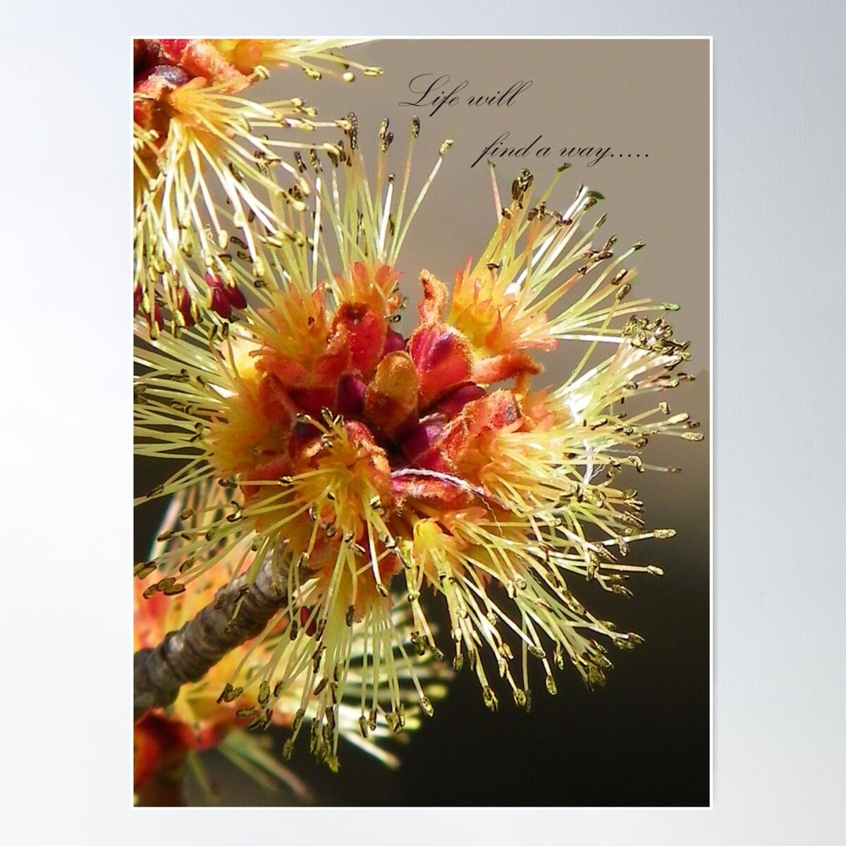 DOPAPRINT Life Will Find A Way..... Poster Wall Art, Bedroom NO FRAMED ...