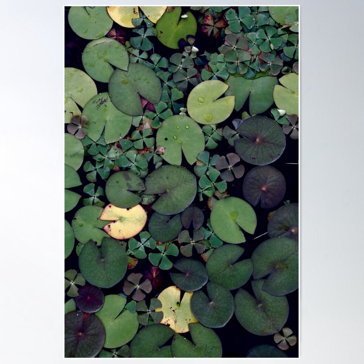 DOPAPRINT Lily Pads Poster Wall Art, Modern Wall Decor NO FRAMED POSTER ...