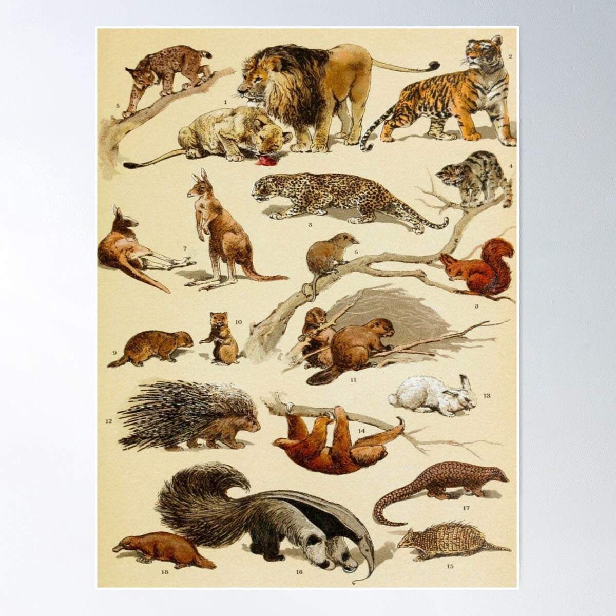 DOPAPRINT Mammals Vintage Scientific Illustration Of Animals Labelled ...
