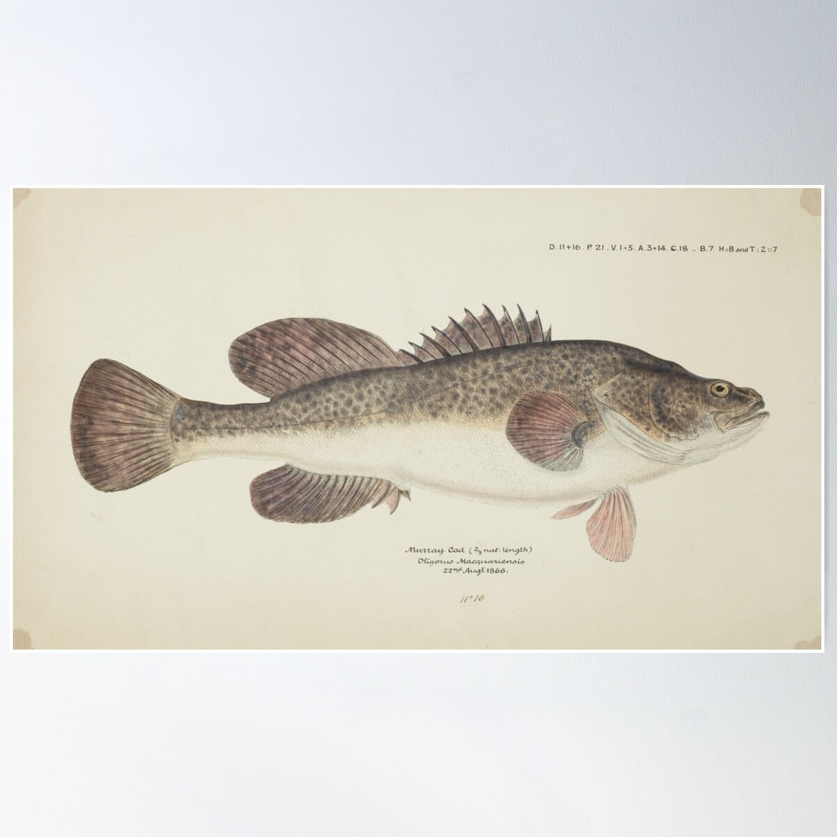 DOPAPRINT Natural History Vintage Murray Cod Illustration 1866 Poster ...
