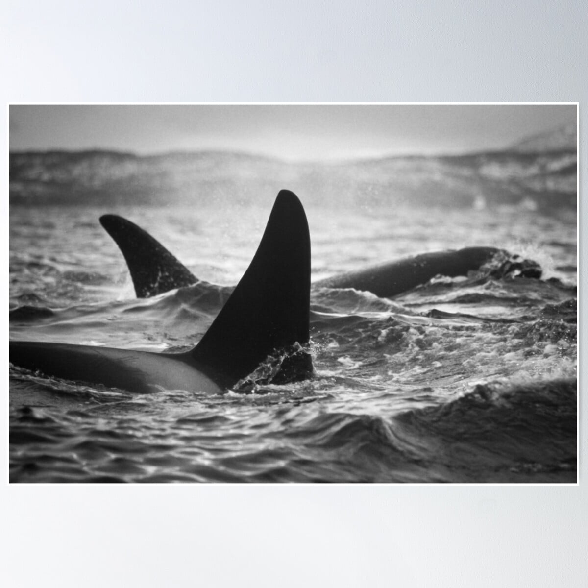 DOPAPRINT Orca Crossing - Tysfjord, Norway Poster Wall Art, Modern Wall ...