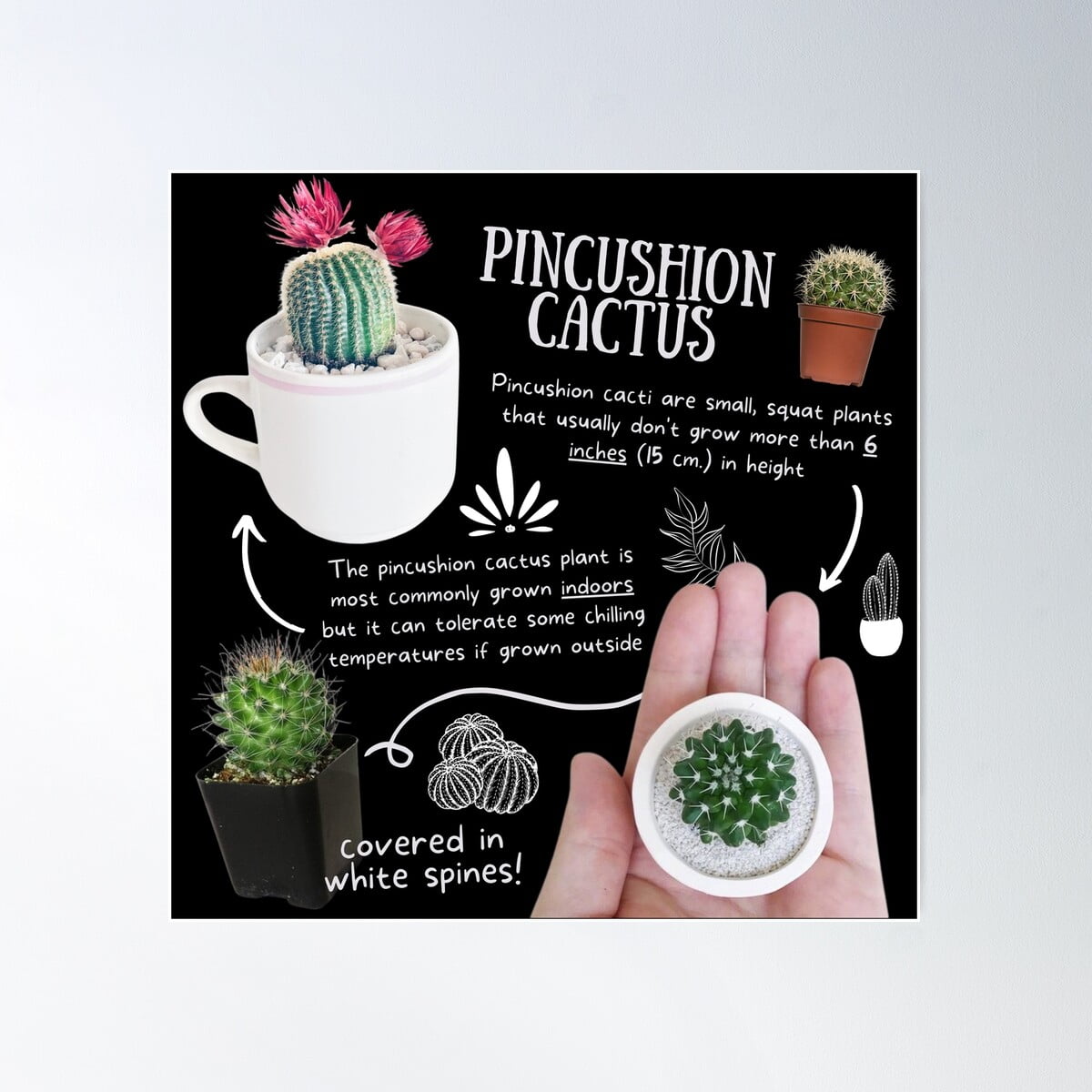 DOPAPRINT Pincushion Cactus Fun Fact Poster Wall Art, Modern Wall Decor ...