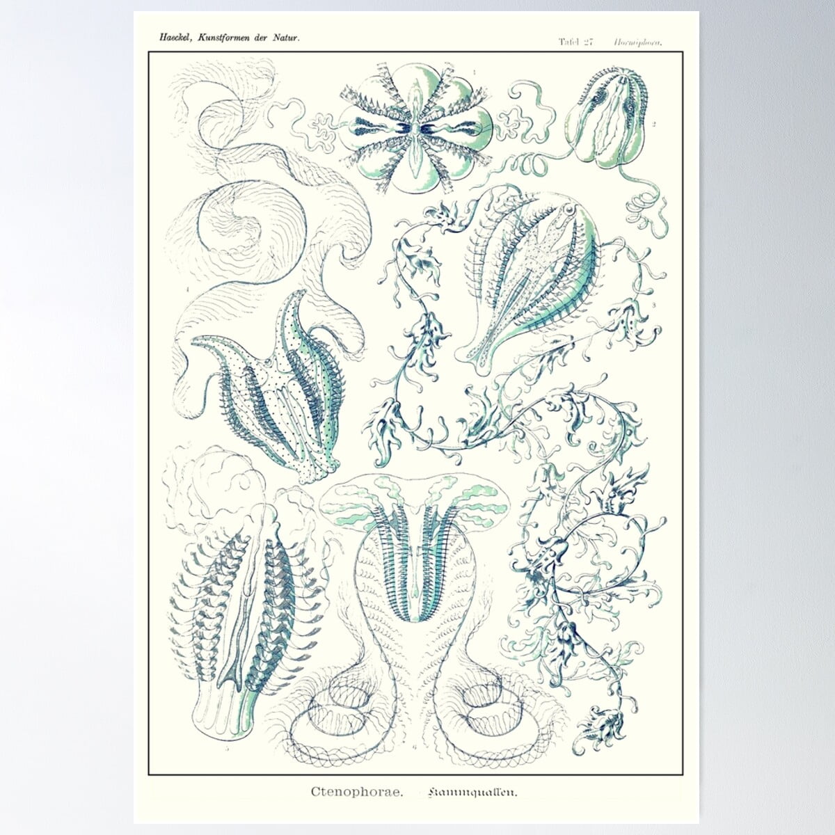 DOPAPRINT Plate 27. Ctenophora, Comb Jellies. Poster Wall Art, Modern ...