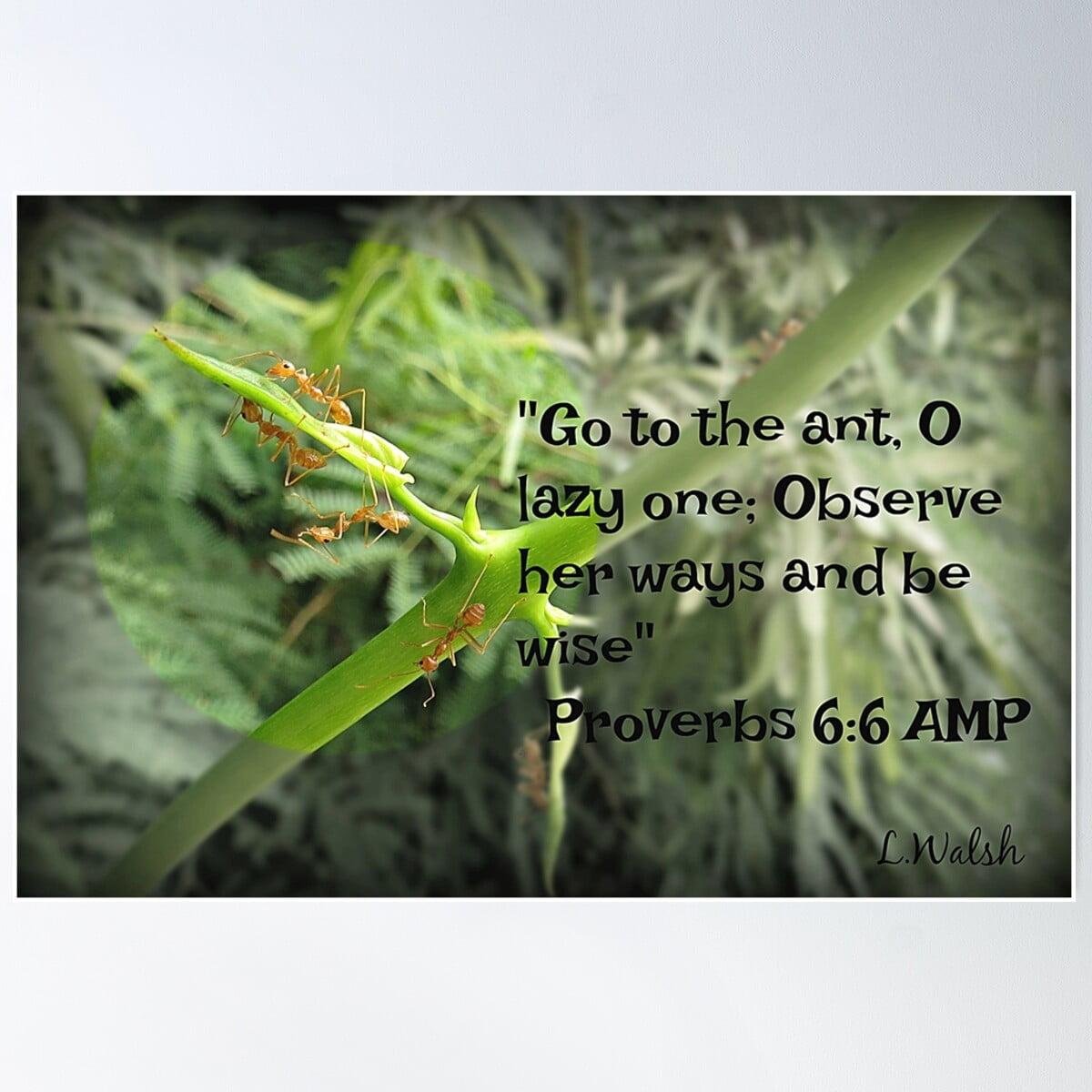 DOPAPRINT Proverbs 6:6 Busy Ants Poster Wall Art For Living Room ...