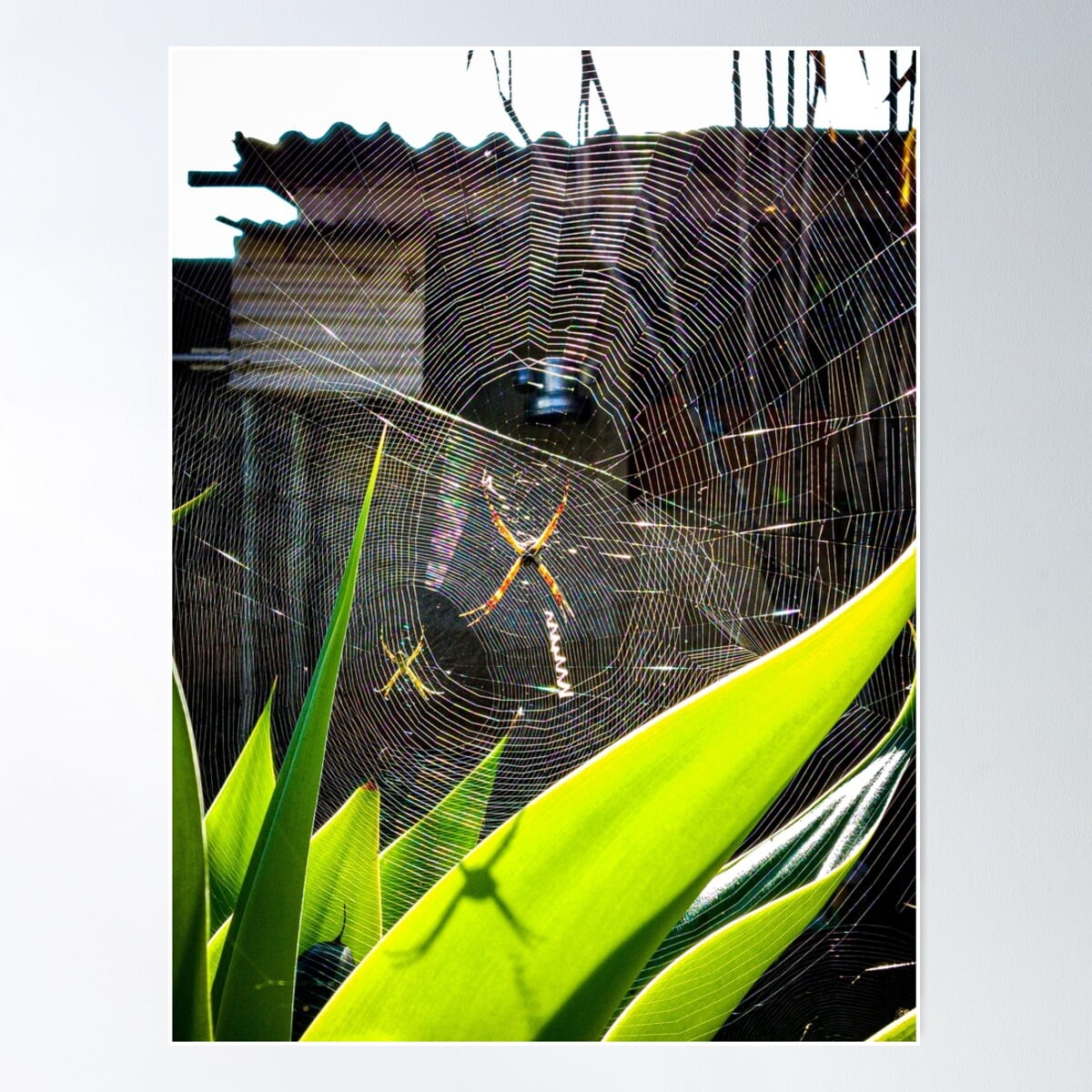 DOPAPRINT Spider Web Poster Wall Art, Modern Wall Decor NO FRAMED ...