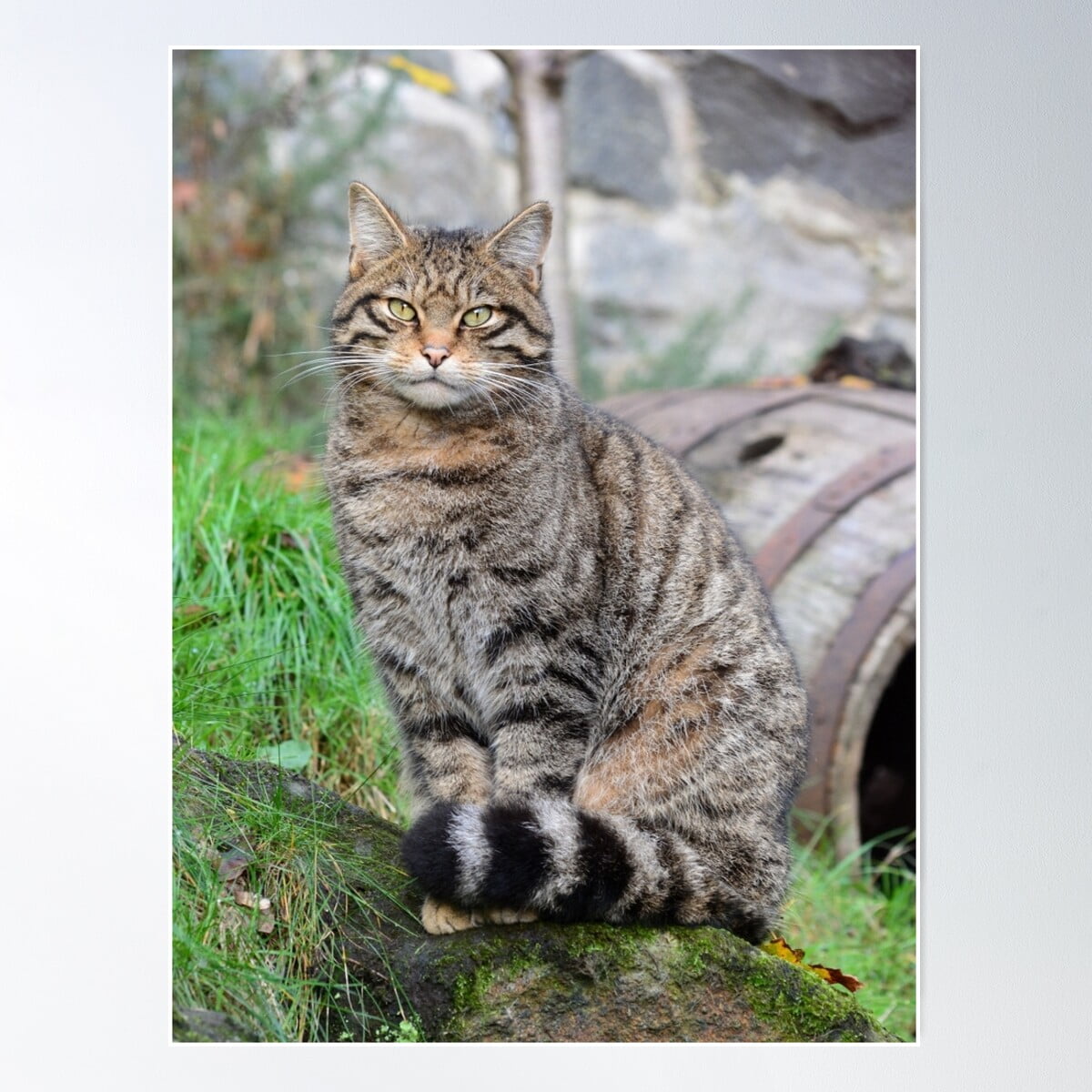 DOPAPRINT Stunning Highland Tiger (Scottish Wildcat) Poster Wall Art ...