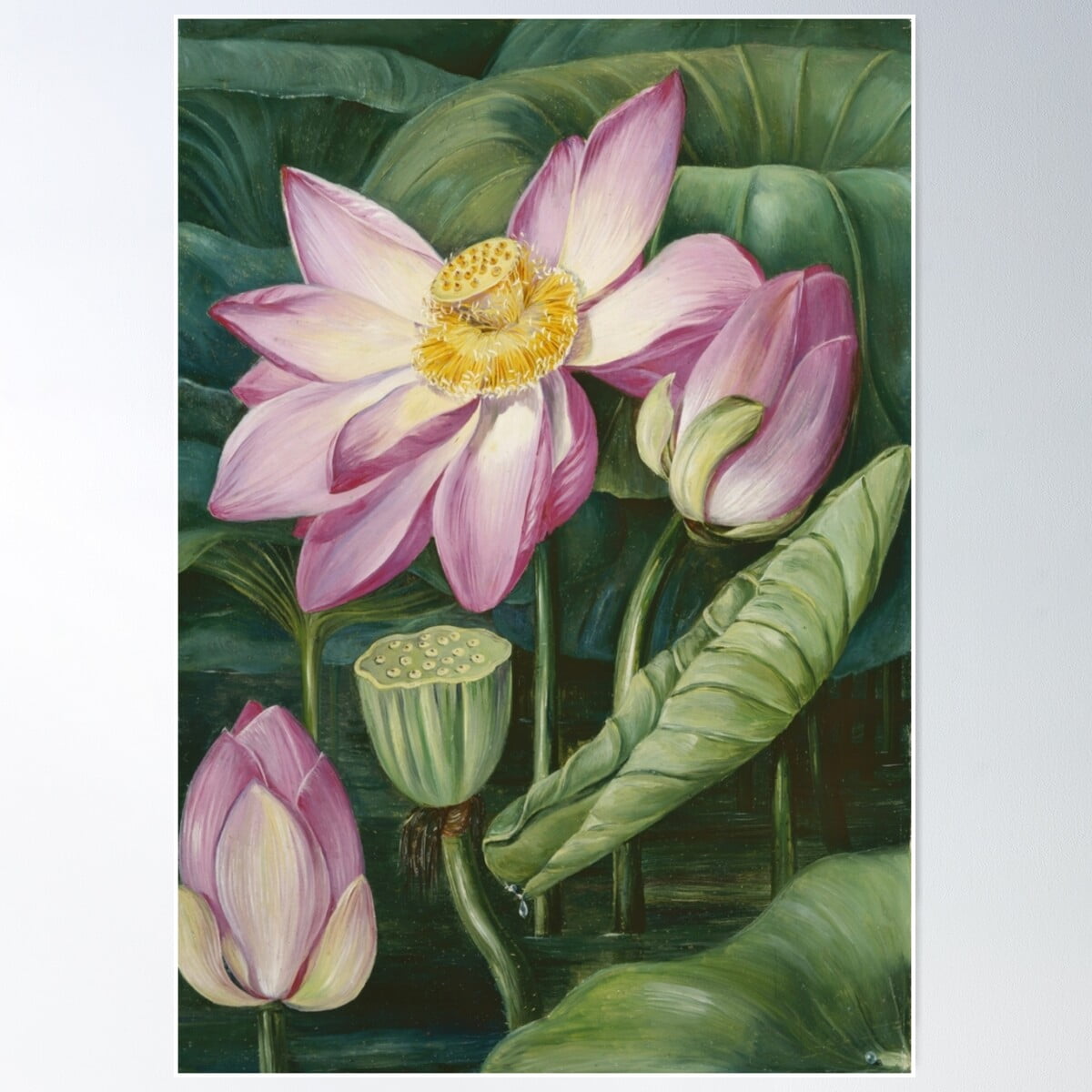 DOPAPRINT The Sacred Lotus In Java By Marianne North Poster Wall Art ...