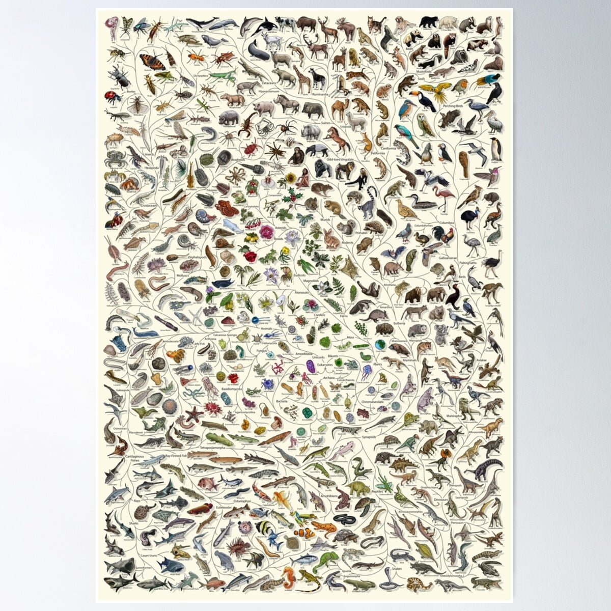 DOPAPRINT Tree Of Life Poster - Animal And Plant Evolution - Colour ...