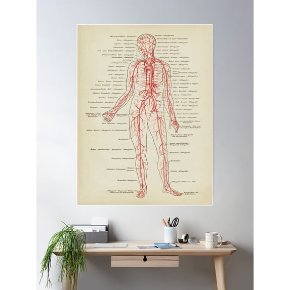 DOPAPRINT Vintage Anatomy, Veins, Circulatory System Poster Wall Art ...