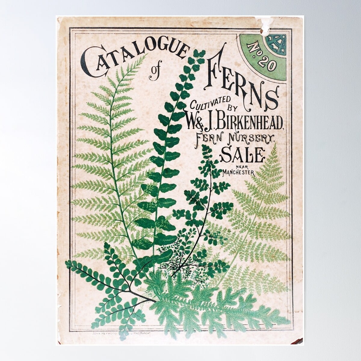 DOPAPRINT Vintage Botanical Ferns Poster Wall Art, Modern Wall Decor ...