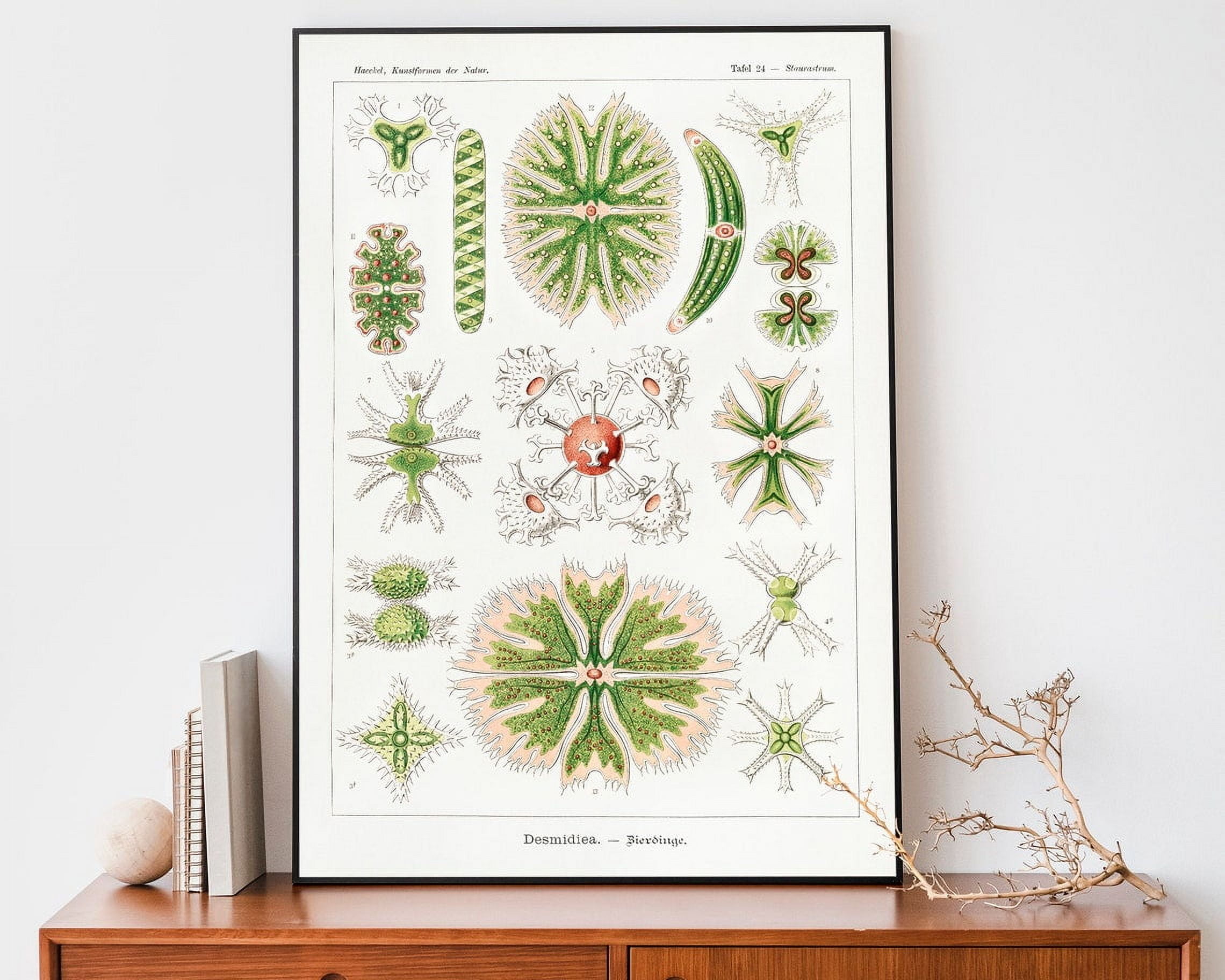 DOPAPRINT Vintage Ernst Haeckel Art Print, Botanical Poster, Nature ...
