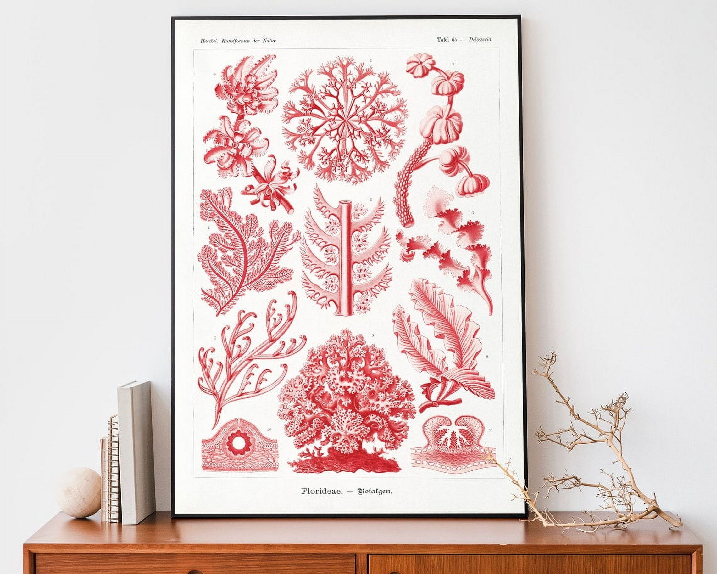 DOPAPRINT Vintage Ernst Haeckel Art Print, Ocean Poster, Florideae ...