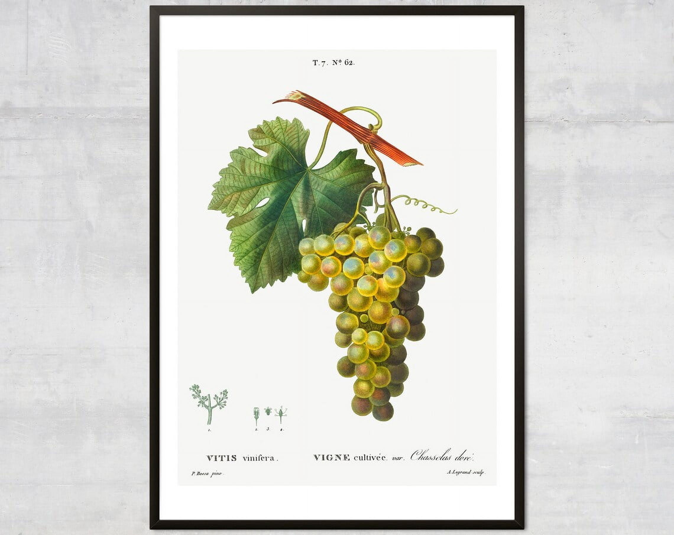 DOPAPRINT Vintage Grapes Fruit Diagram, Fruit Diagram, Lithograph Print ...