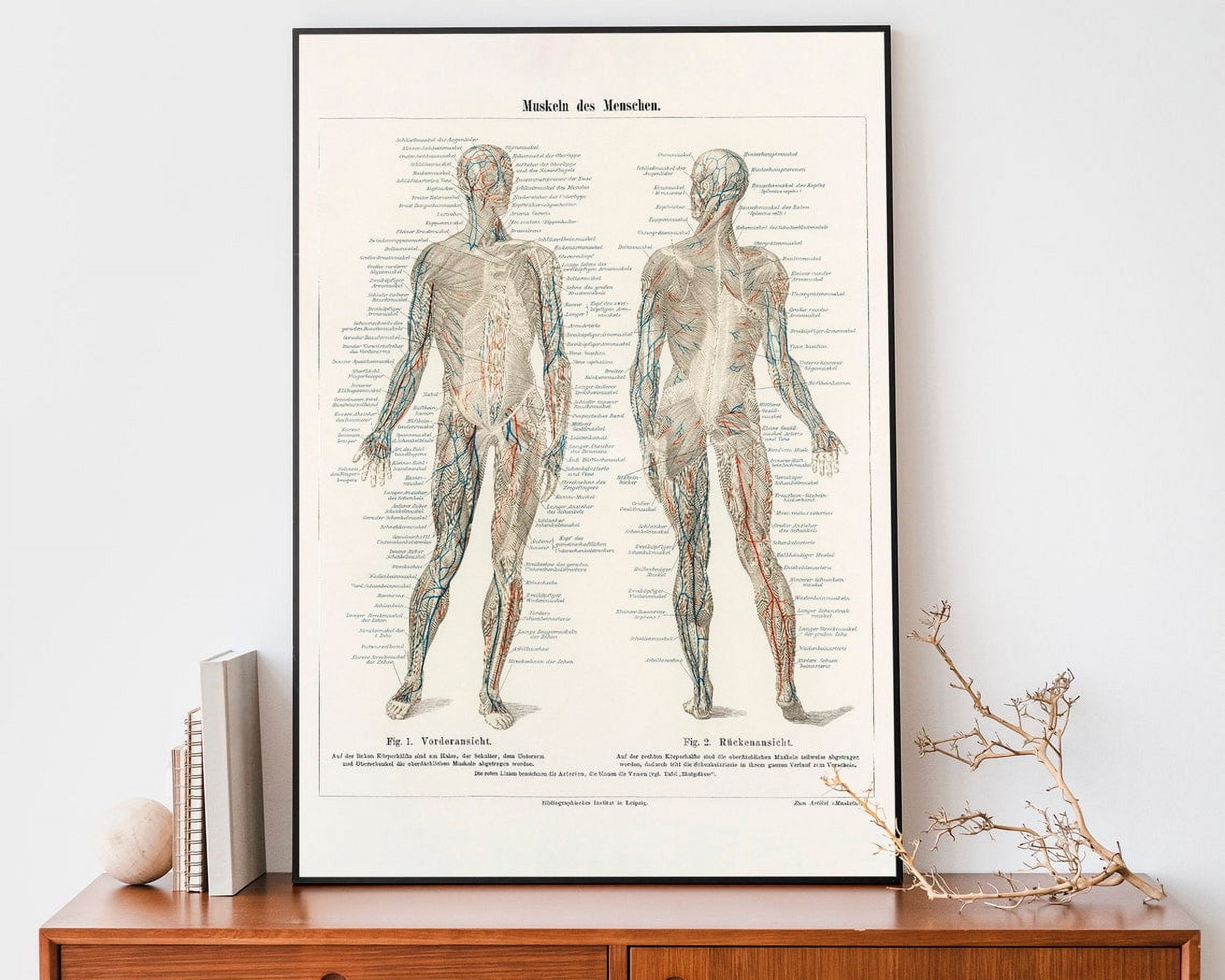 DOPAPRINT Vintage Human Anatomy Print, Medical Wall Art, Musculature ...