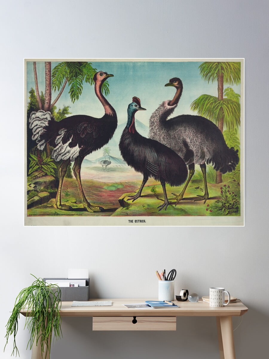 DOPAPRINT Vintage Illustration Of Ostriches (1874) Poster Wall Art ...