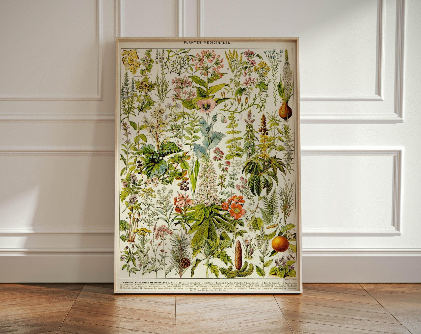 DOPAPRINT Vintage Print Medical Plants, Botanical Flower Poster ...