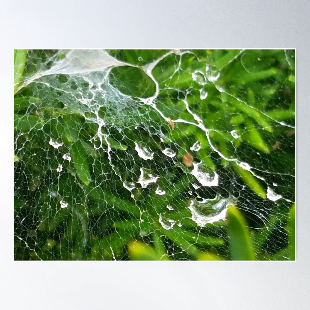 DOPAPRINT Walking In A Spiderweb Poster Wall Art, Bedroom NO FRAMED ...